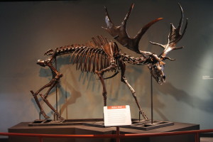 When evolution goes haywire: 5 examples of maladaptation in the animal ...