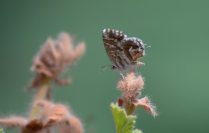 When evolution goes haywire: 5 examples of maladaptation in the animal ...