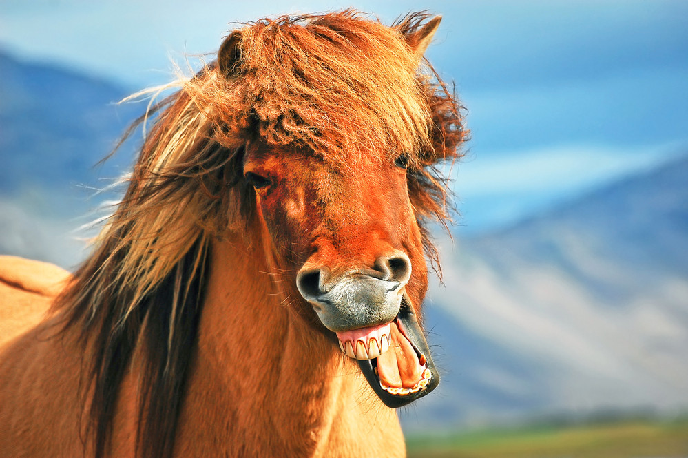 Horses and human share facial expressions - Animalogic