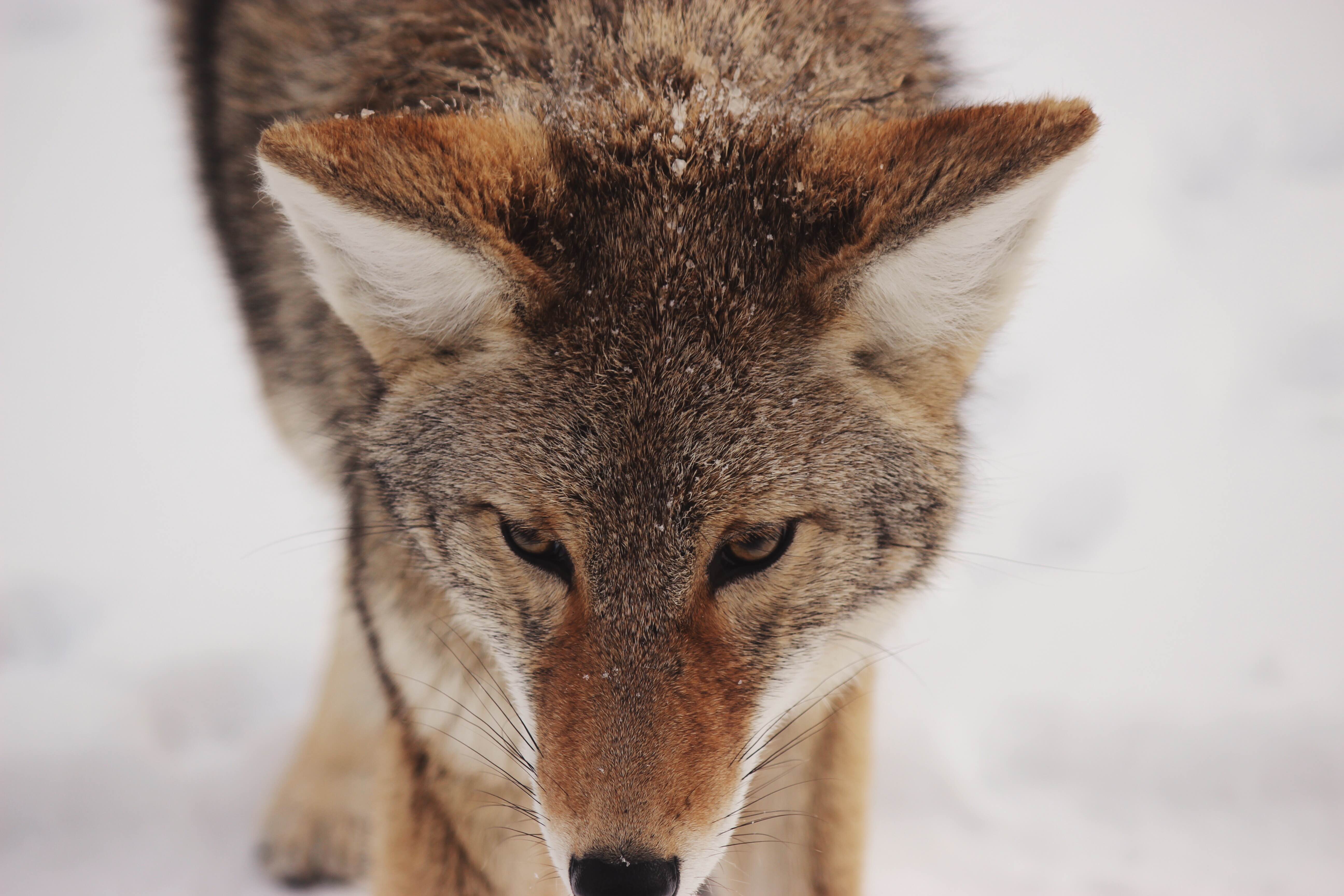 From grey to gold: 6 amazing species of wolf - Animalogic