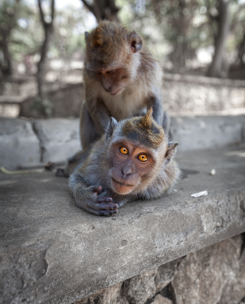 Why do some animals exhibit homosexual behaviour? - Animalogic