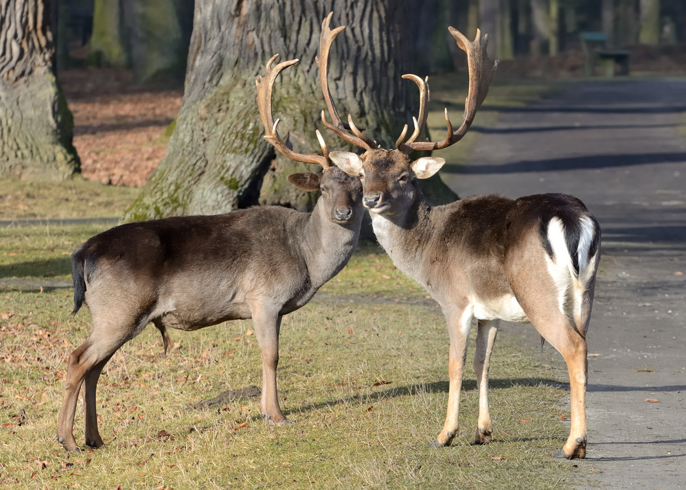 Why do some animals exhibit homosexual behaviour? - Animalogic