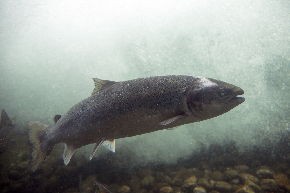 Natural navigators: The many strange and different ways animals get ...