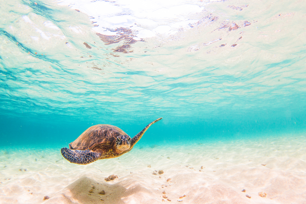 Natural navigators: The many strange and different ways animals get ...