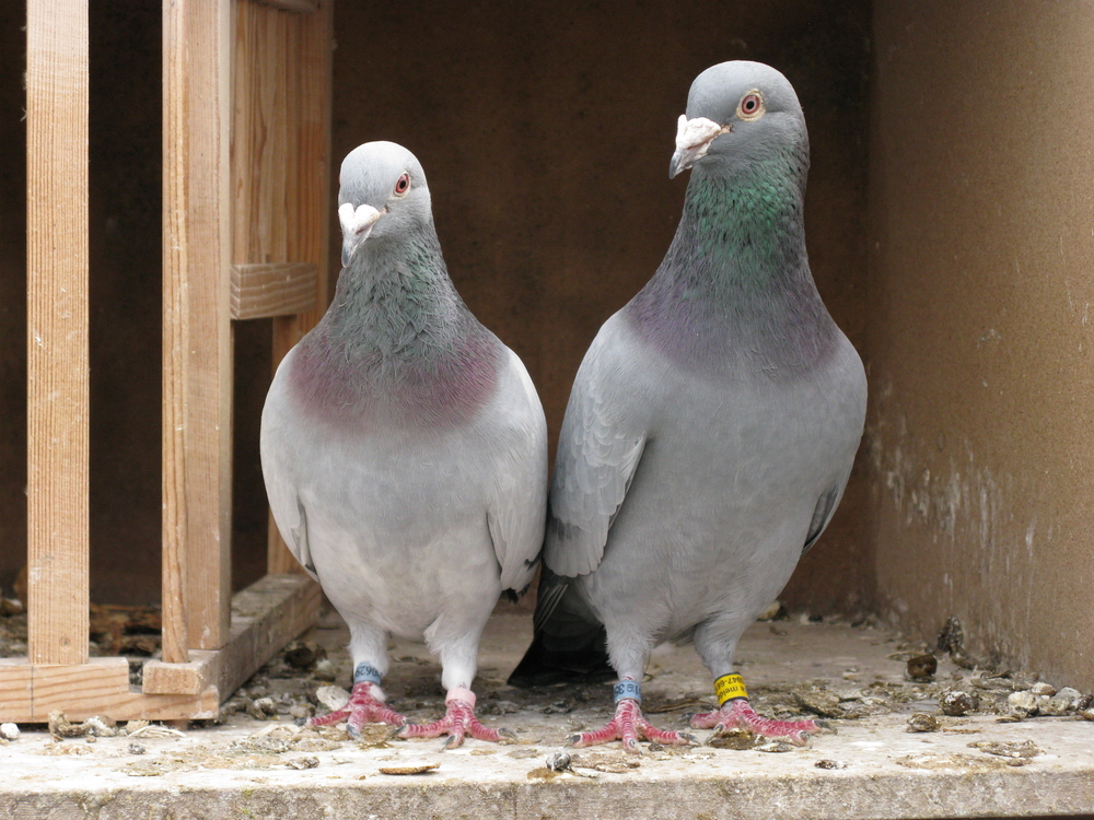 Natural navigators: The many strange and different ways animals get ...