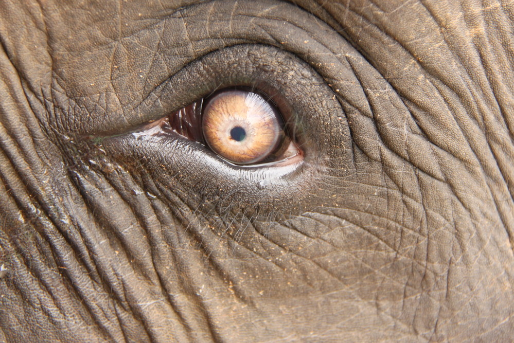 Up all night: 7 animals that hardly ever sleep - Animalogic