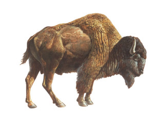 North America’s forgotten megafauna - Animalogic
