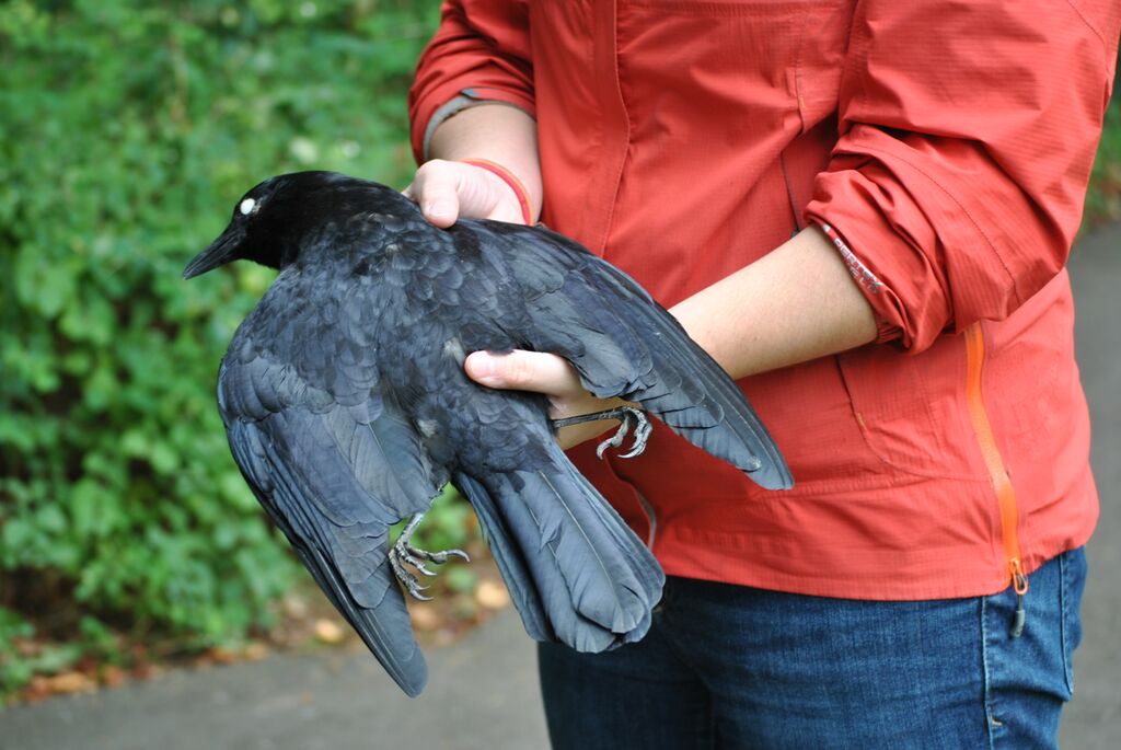 The mysterious secret of ‘crow funerals’ finally revealed - Animalogic