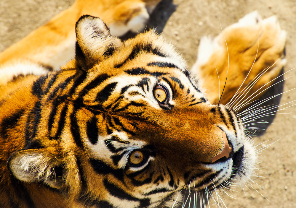 Against all odds: The incredible story of the Amur tiger - Animalogic
