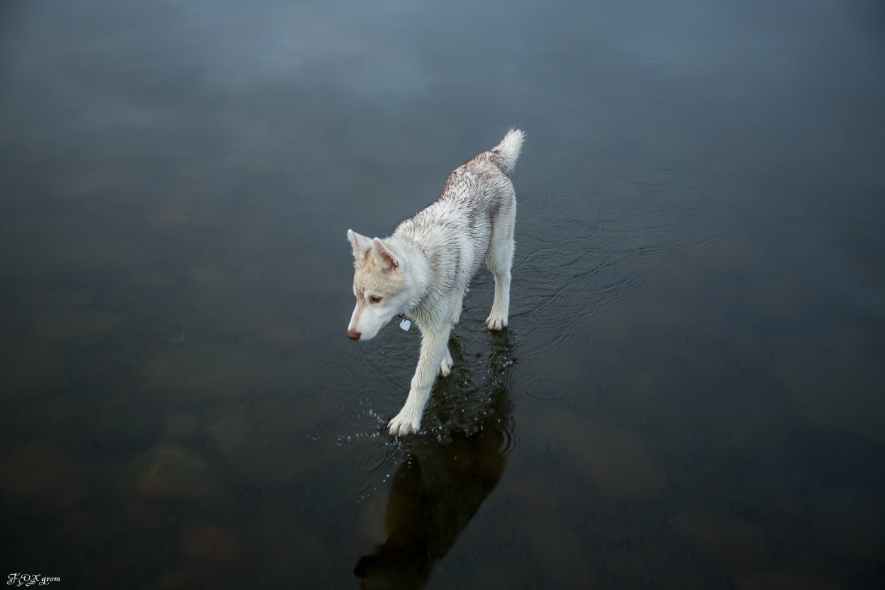 The must-see, totally magical, photos of Siberian huskies on a frozen ...