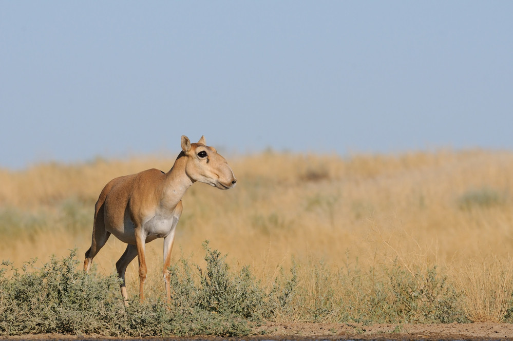 Death on the steppes: The saga of the saiga antelope - Animalogic