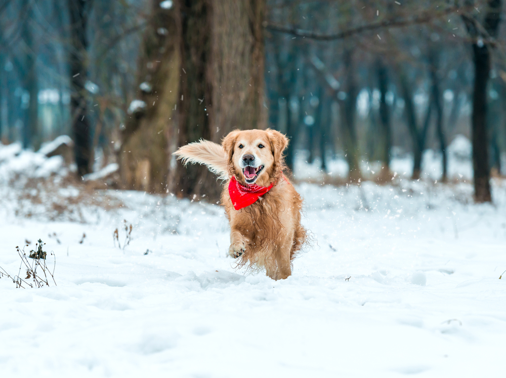 The 12 creatures of Christmas - Animalogic