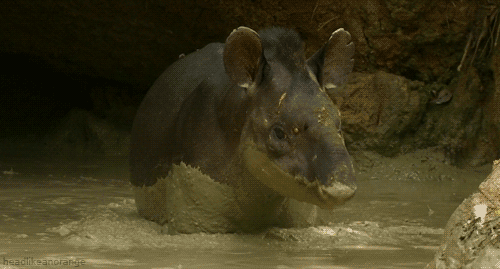 18 powerful GIFs of wild animals in their natural habitats - Animalogic