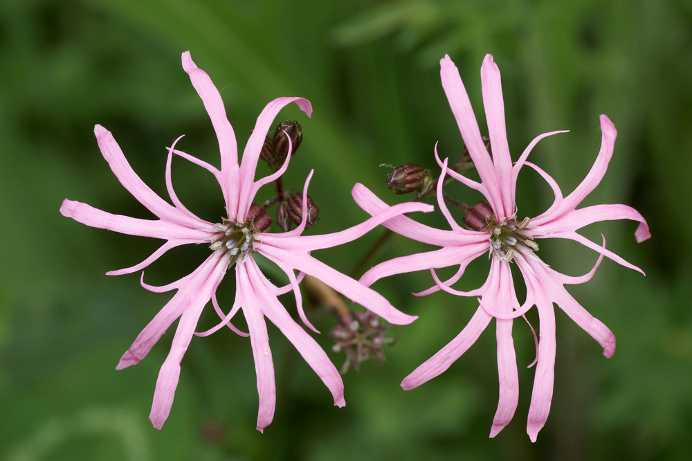 5 amazing wetland animals we'd never heard of before - Animalogic