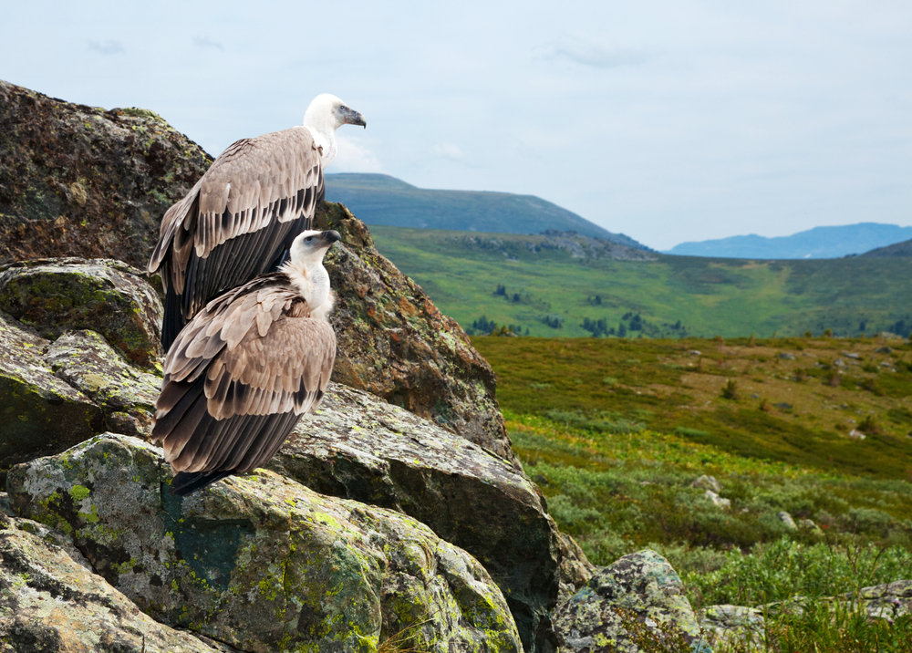 Destination spotlight: Wild Croatia - Animalogic