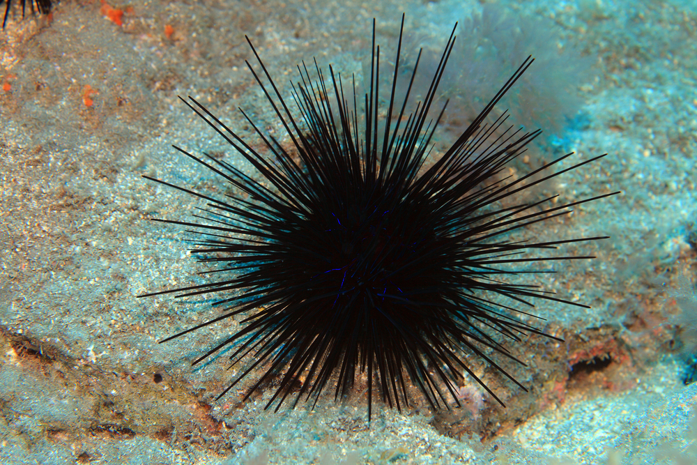 Animal adaptation for an ever more acidic ocean - Animalogic