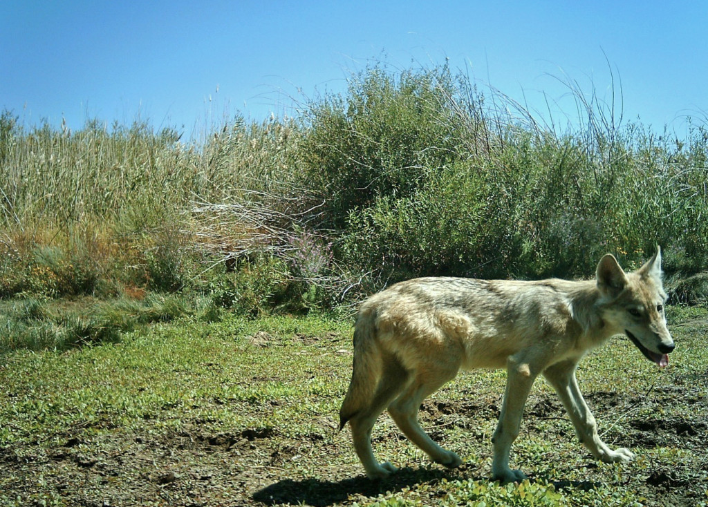 The story of the steppe wolf - Animalogic