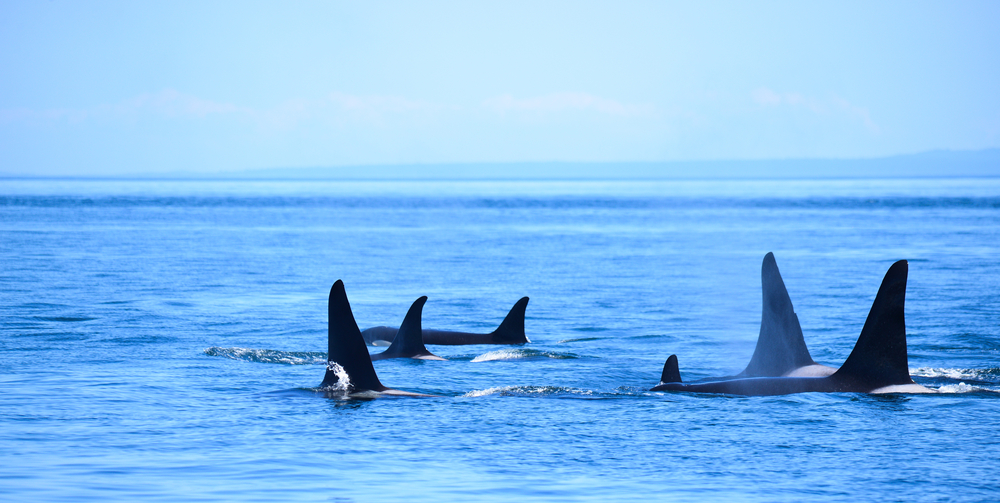 And the world's greatest pack hunters are... - Animalogic