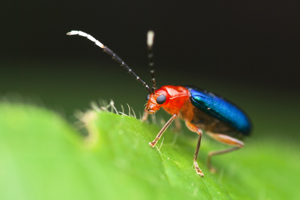 10 most unusual defence mechanisms found in Nature - Animalogic