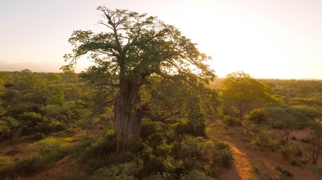 Destination Spotlight: The Malilangwe Wildlife Reserve - Animalogic