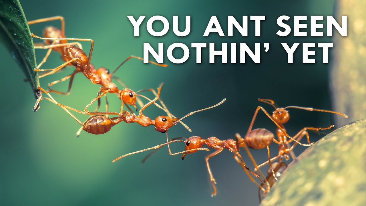 Ants are the ultimate global conquerors - Animalogic