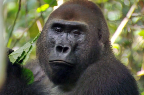 Among gorillas—A journey into the lives of the enigmatic lowland ...