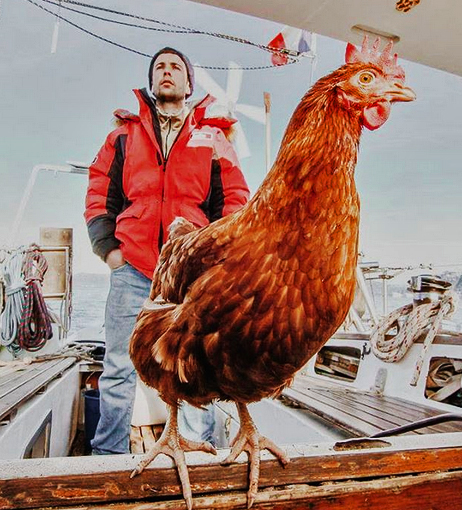 Meet Monique, the unique hen sailing around the world - Animalogic