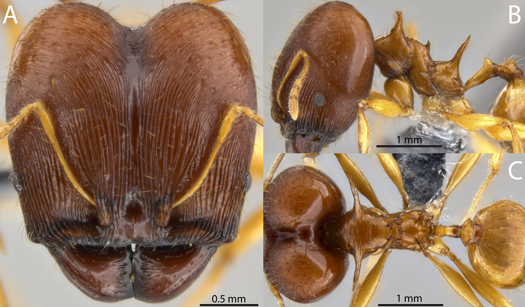 Newly discovered dragon ants of New Guinea straight from Game of ...