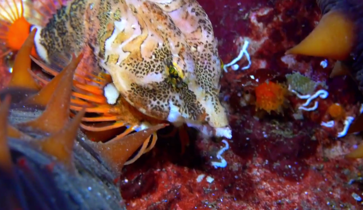 Strange creatures: the grunt sculpin - Animalogic