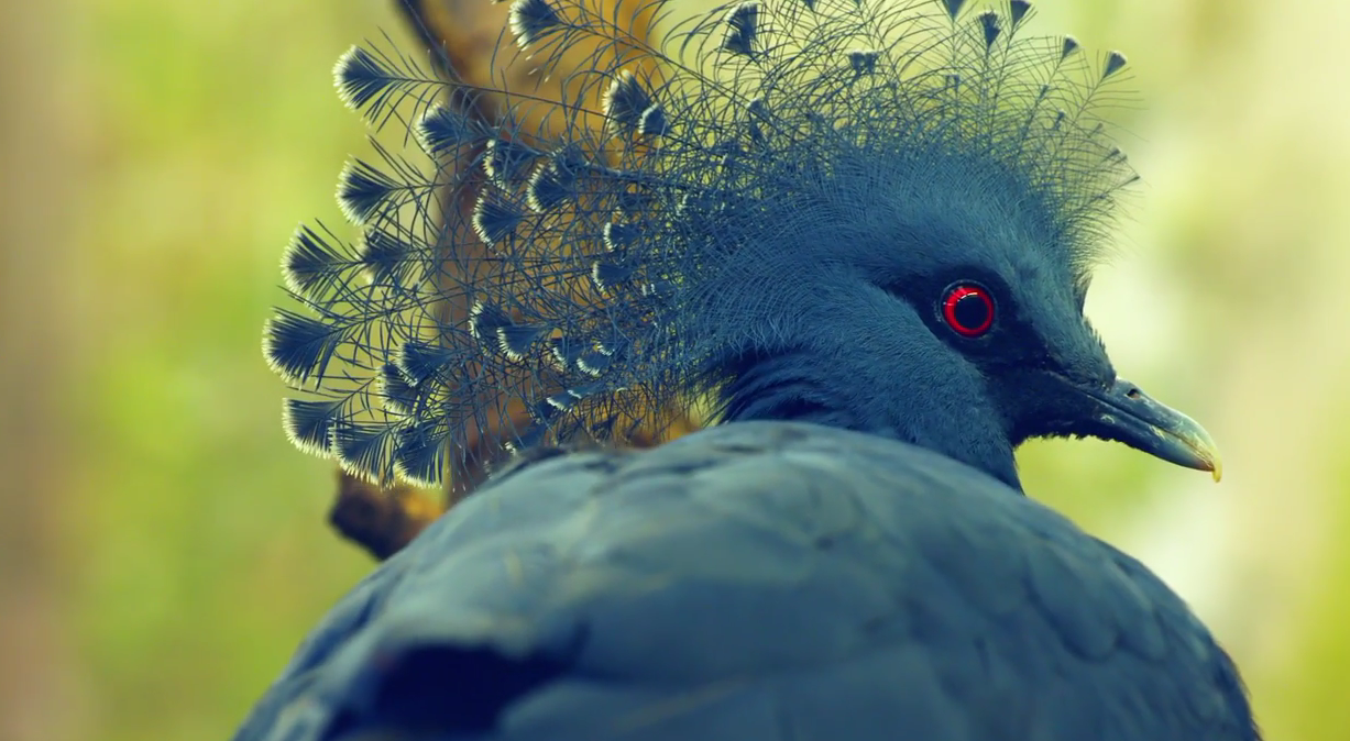 Strange creatures: crazy craniums - Animalogic