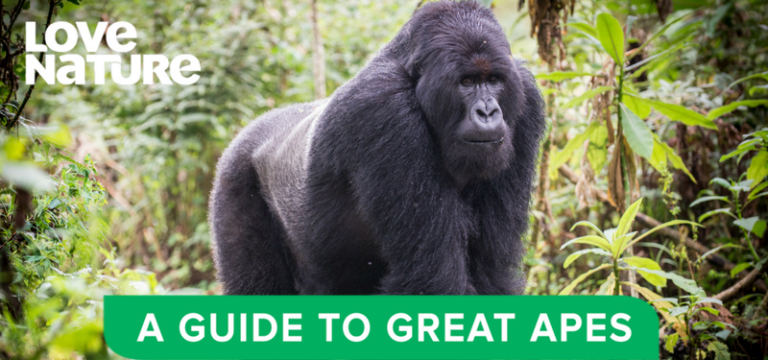 A Guide To Great Apes - Animalogic