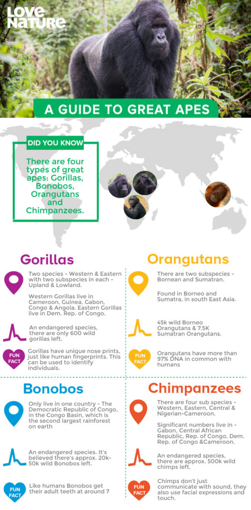 A Guide To Great Apes - Animalogic