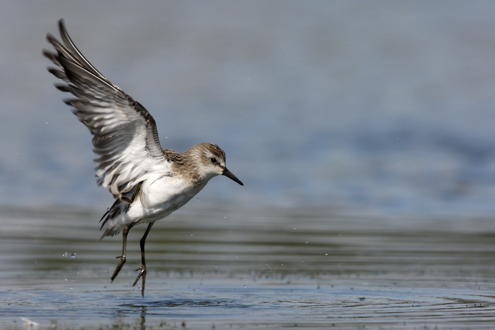 10 migrating shorebirds you’re bound to spot along The Bay of Fundy ...
