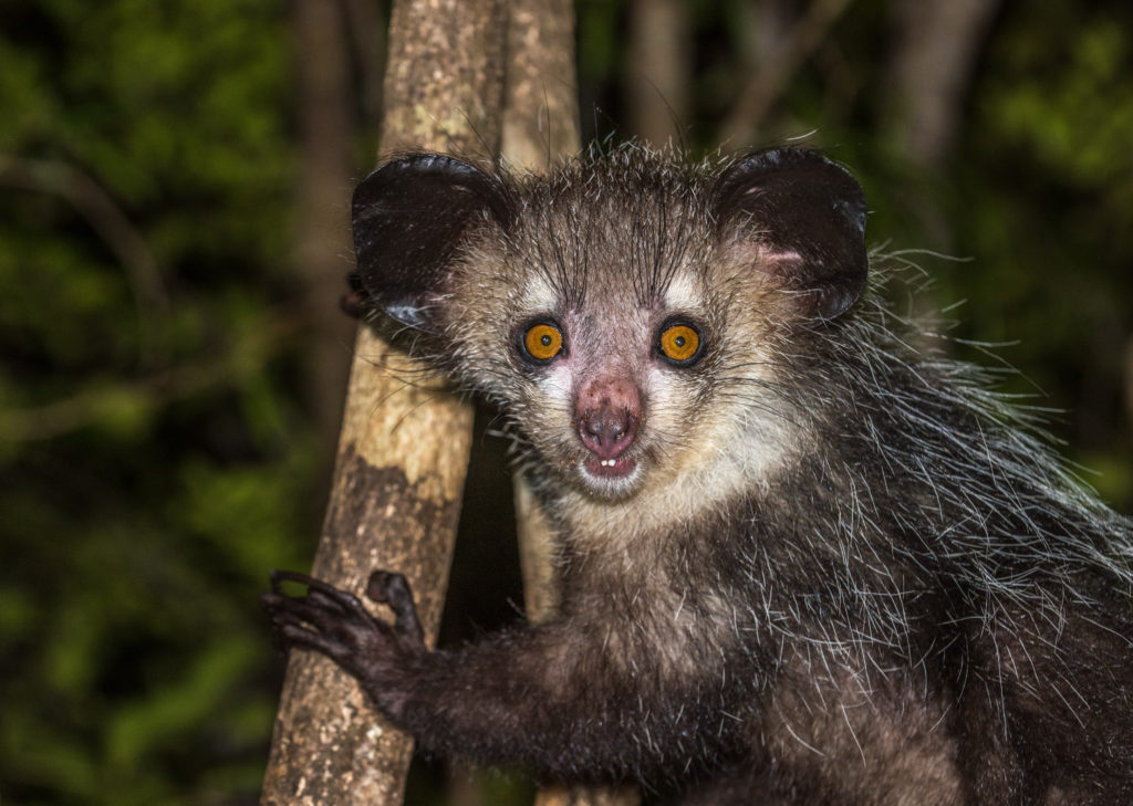 10 of the weirdest endangered animals on the planet - Animalogic