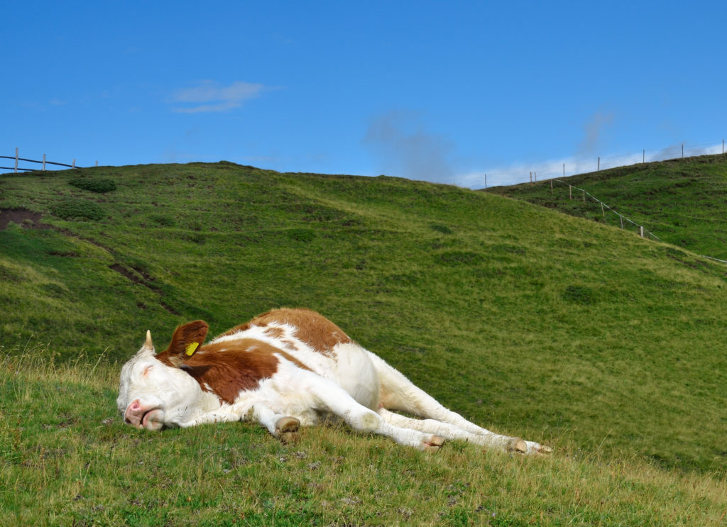 10 mind-boggling facts about the common cow - Animalogic