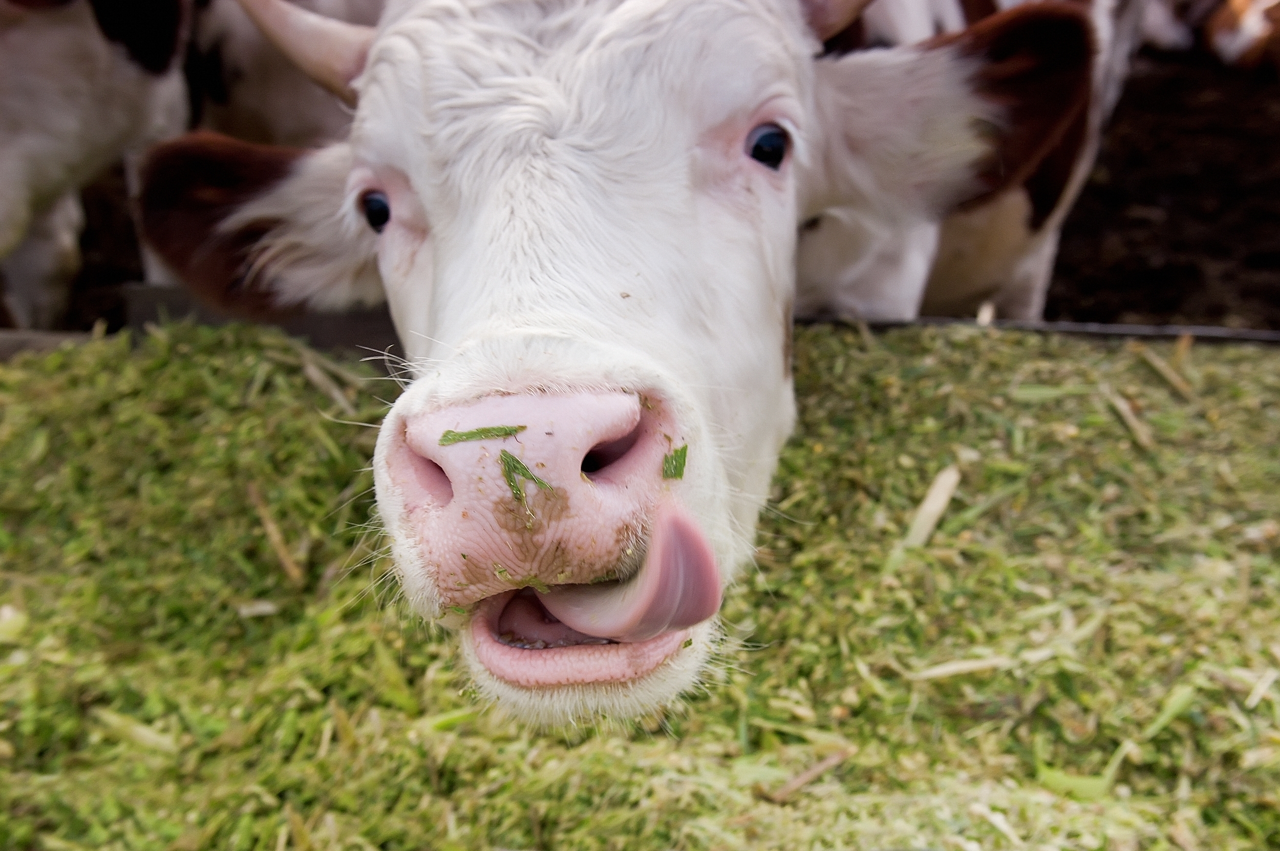 10 mind-boggling facts about the common cow - Animalogic