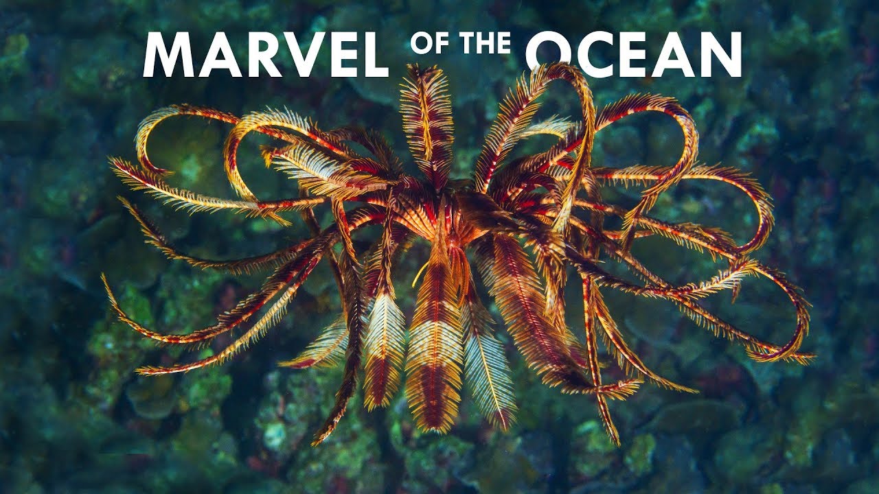 Feather stars are the most mesmerizing creatures in the ocean - Animalogic