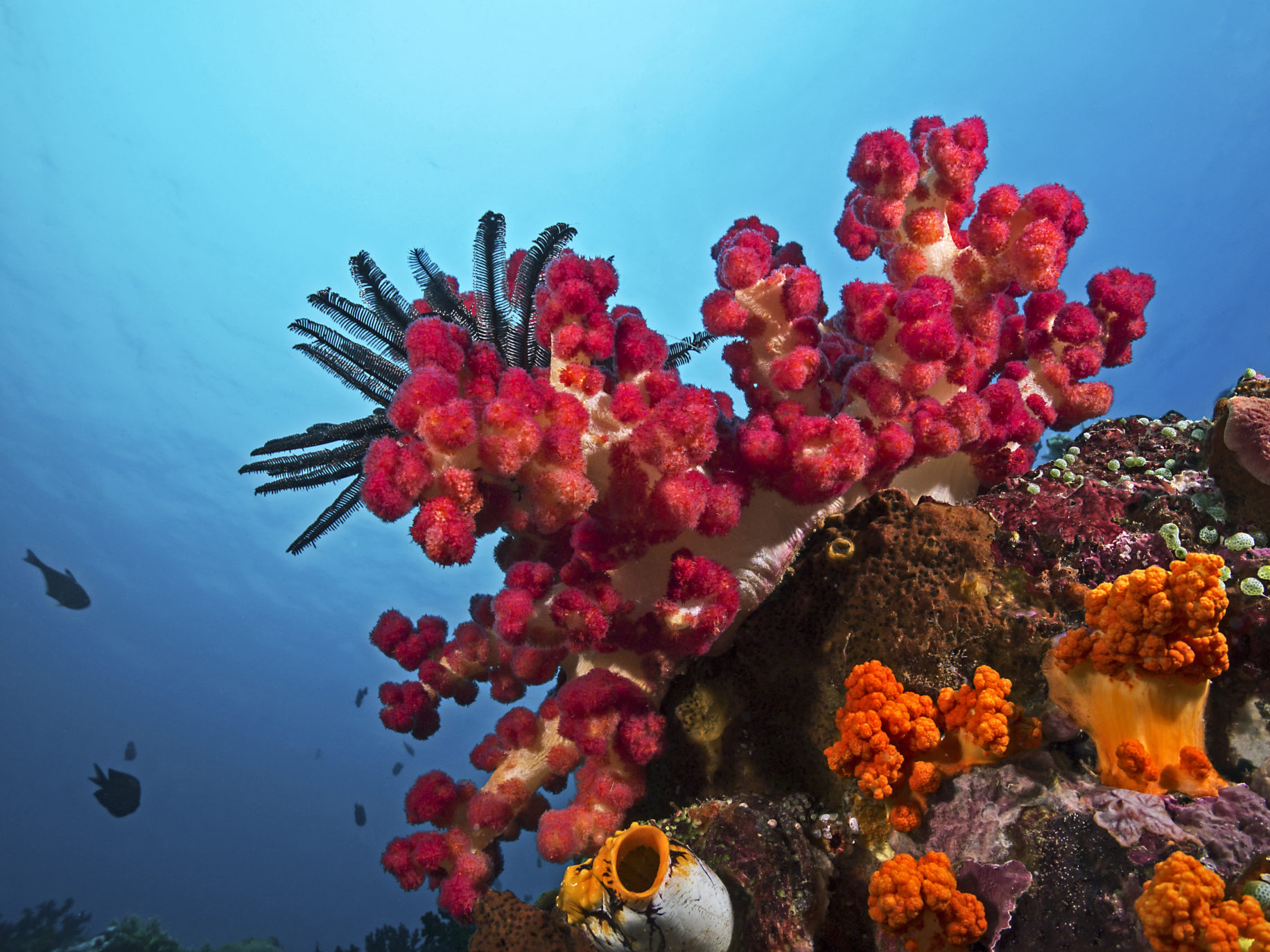 9 reasons coral reefs are so integral to our survival - Animalogic