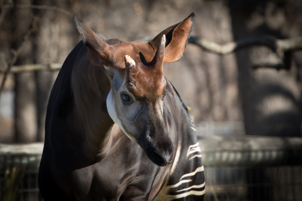 13 things you didn't know about okapi, the African unicorn. - Animalogic