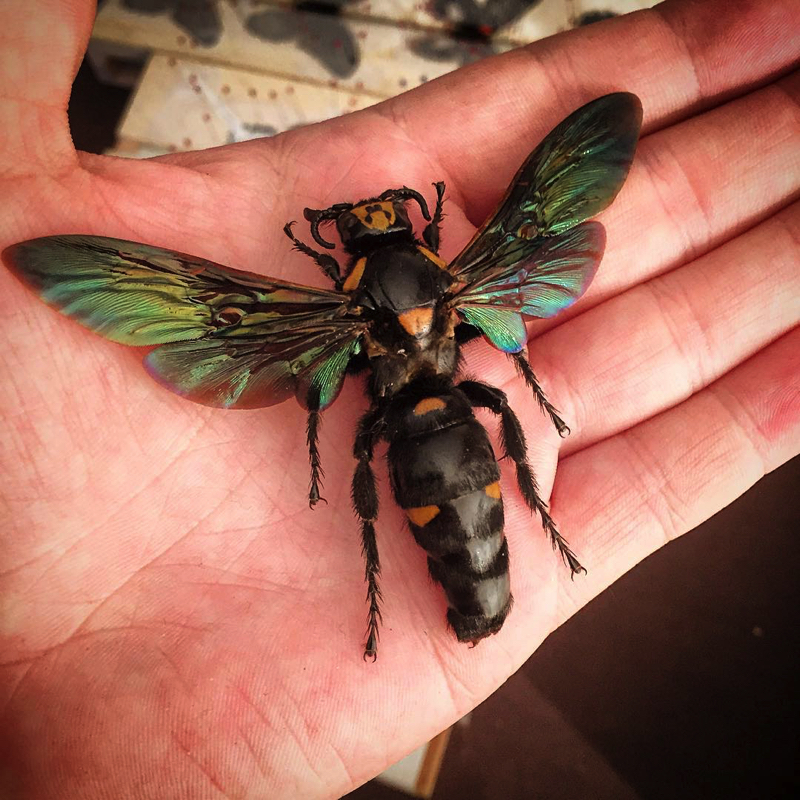 Wasps - Animalogic