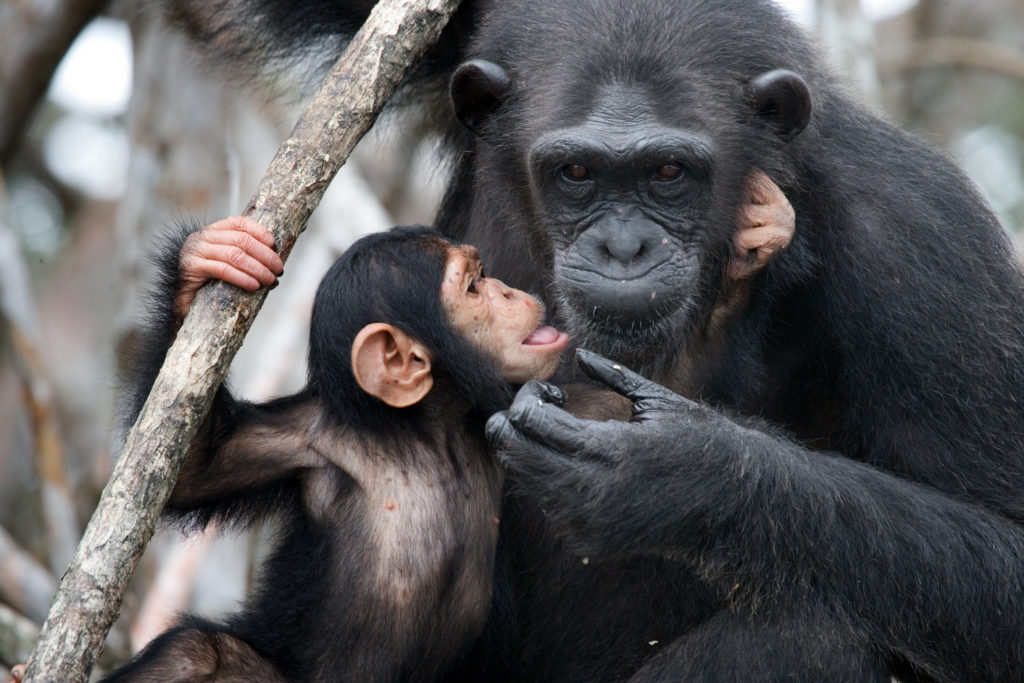 11 animals that are prone to cannibalism - Animalogic