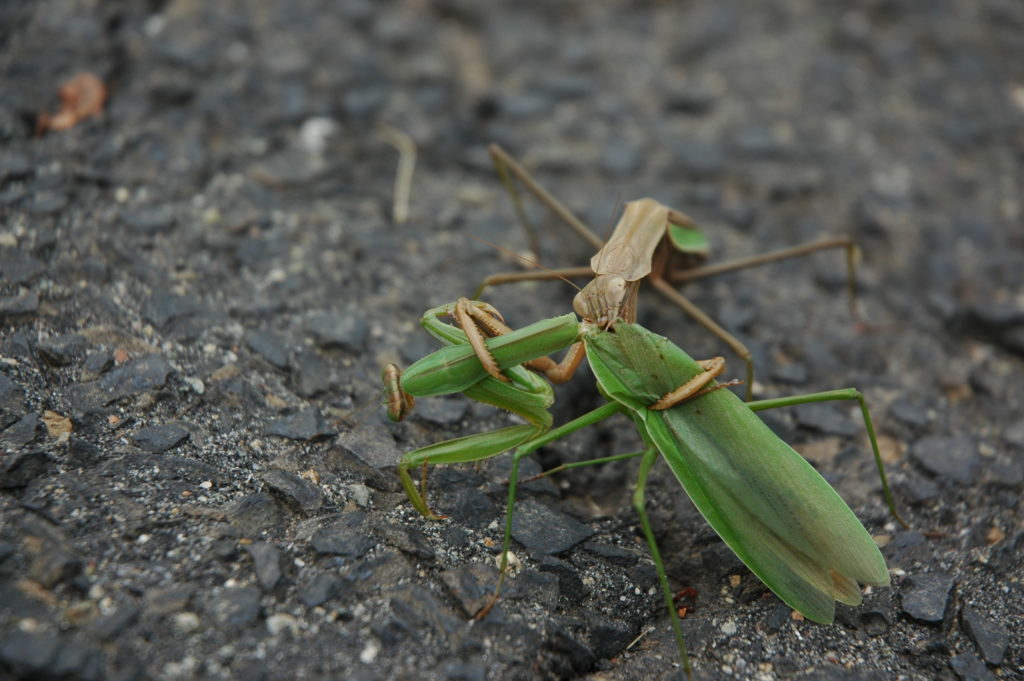 11 animals that are prone to cannibalism - Animalogic