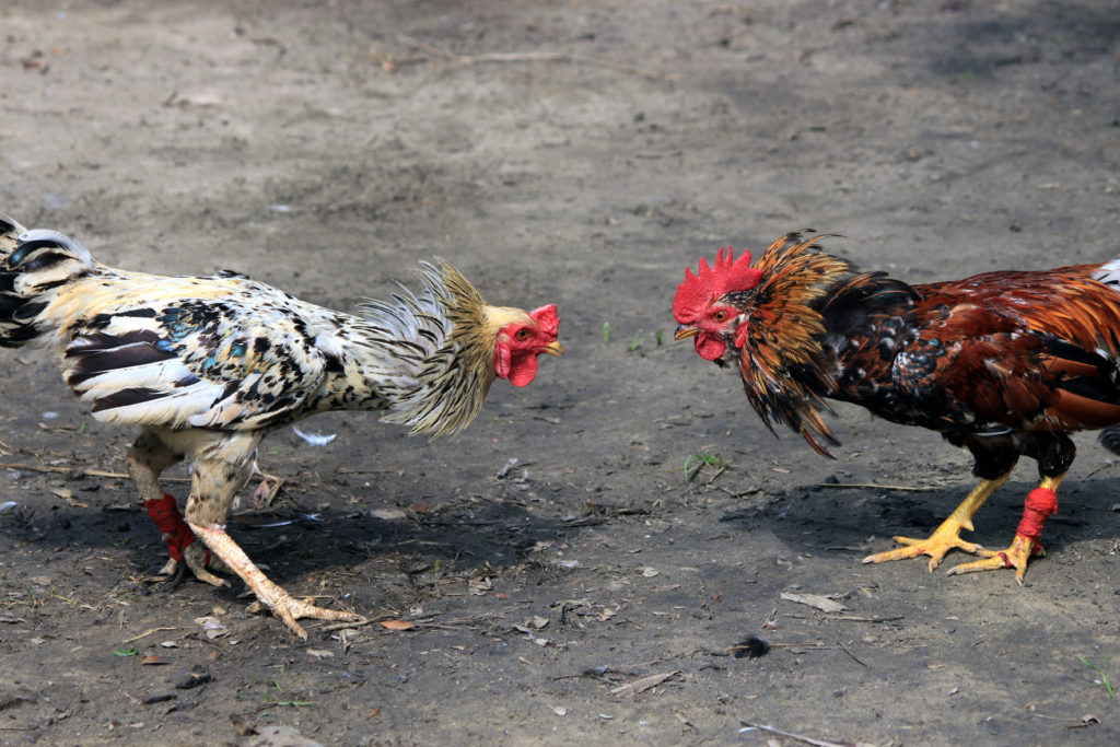 11 animals that are prone to cannibalism - Animalogic