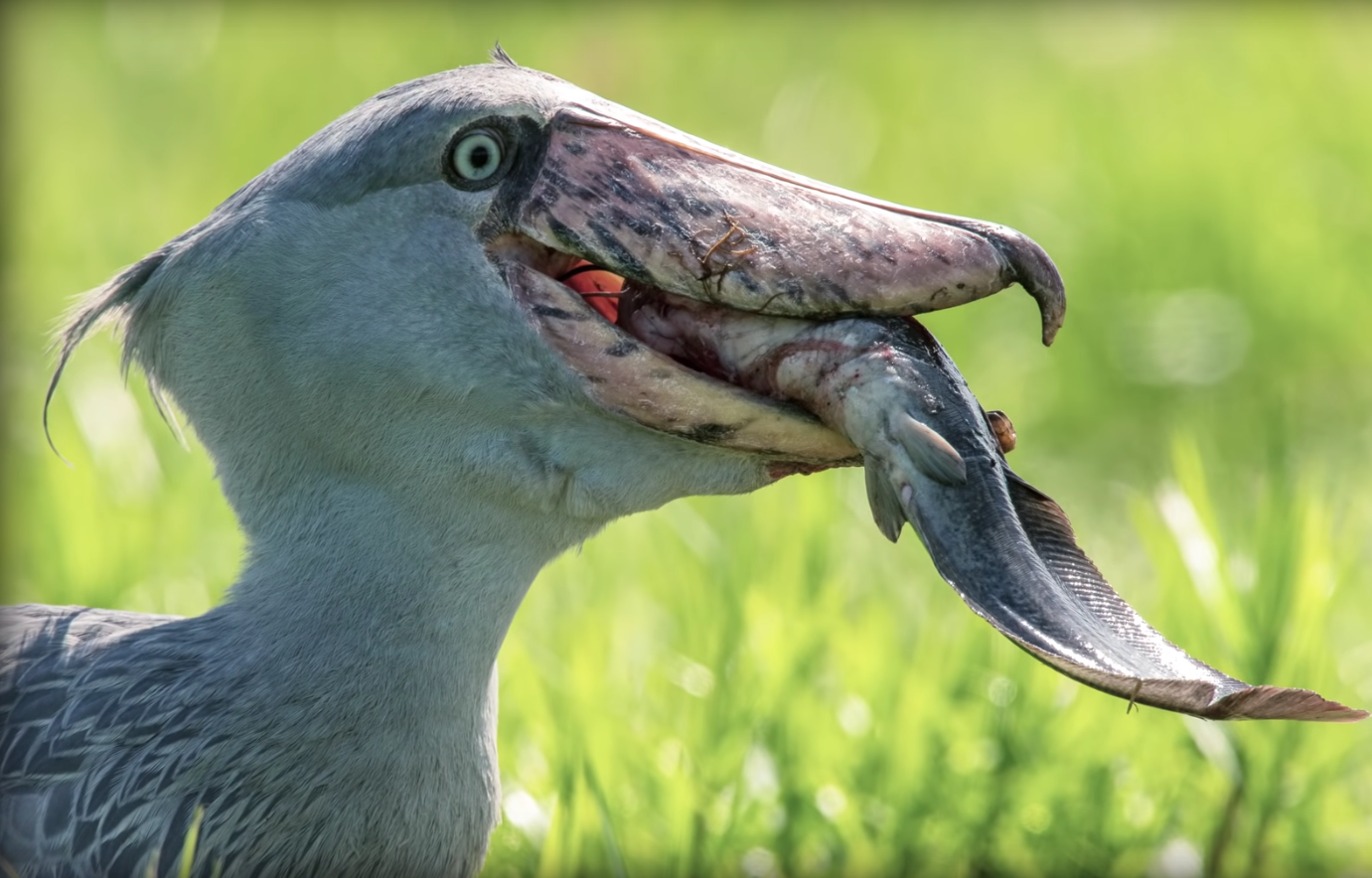 Shoebills are Metal - Animalogic