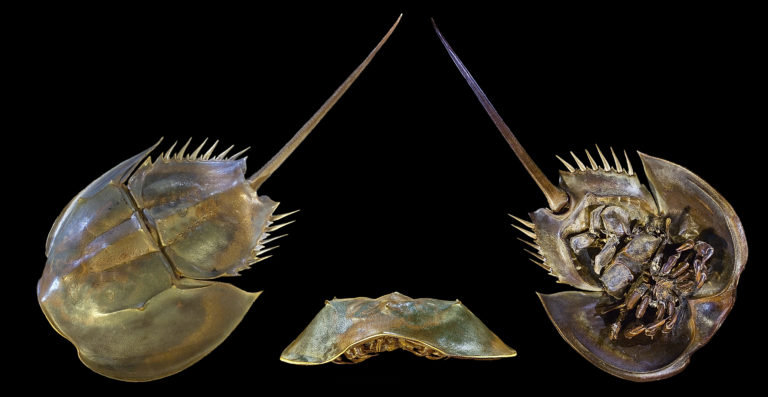 Did You Know That Horseshoe Crab Blood Is Valuable To Humans Animalogic did-you-know-that-horseshoe-crab-blood-is-valuable-to-humans-animalogic