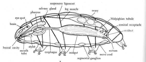 Tardigrades - Animalogic