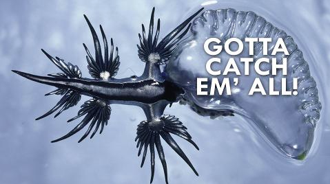 Sea Slugs are like Real-life Pokemon (feat. Animal Wire) - Animalogic