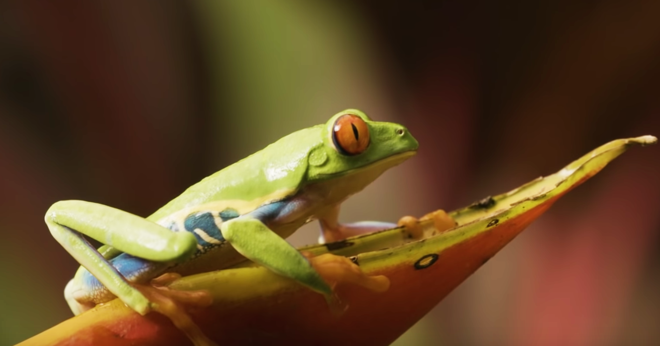 The Lost World of Tree Frogs and Vine Snakes - Animalogic