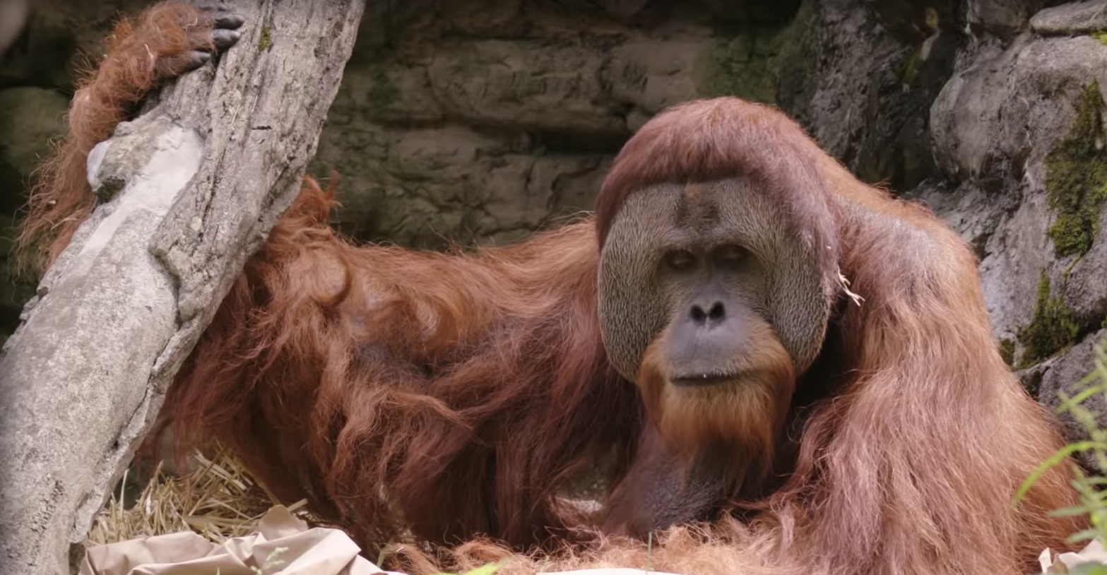 Orangutan: King of the Treetops - Animalogic