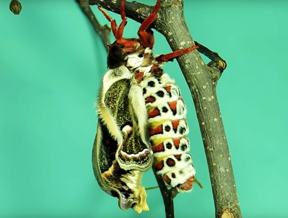 Metamorphosis: When Evolution Gets Weird - Animalogic